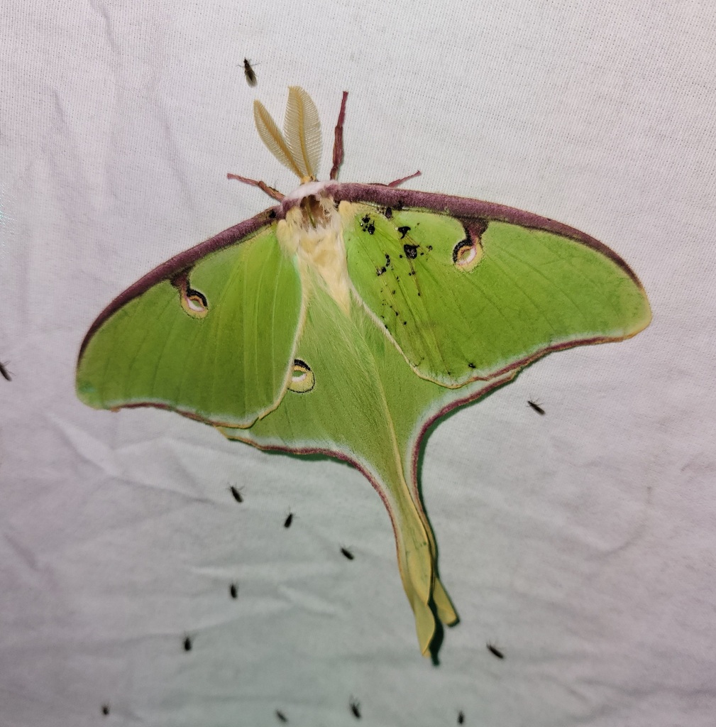 North American Luna Moth from Salem, CT 06420, USA on May 28, 2023 at ...