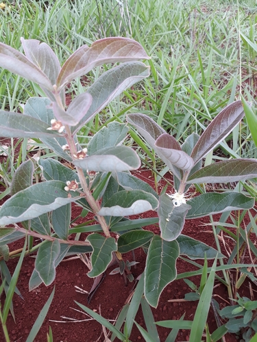 Psidium grandifolium · 愛自然-臺灣(iNaturalist Taiwan)