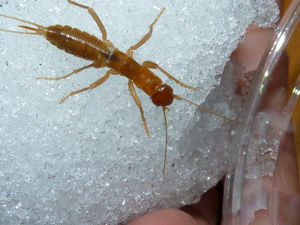 Scudder's Rock Crawler in January 2019 by dhuggard · iNaturalist