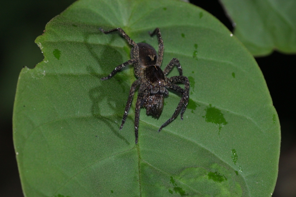 Tropical Wandering Spiders from Ribeirão Grande - SP, 18315-000, Brasil ...