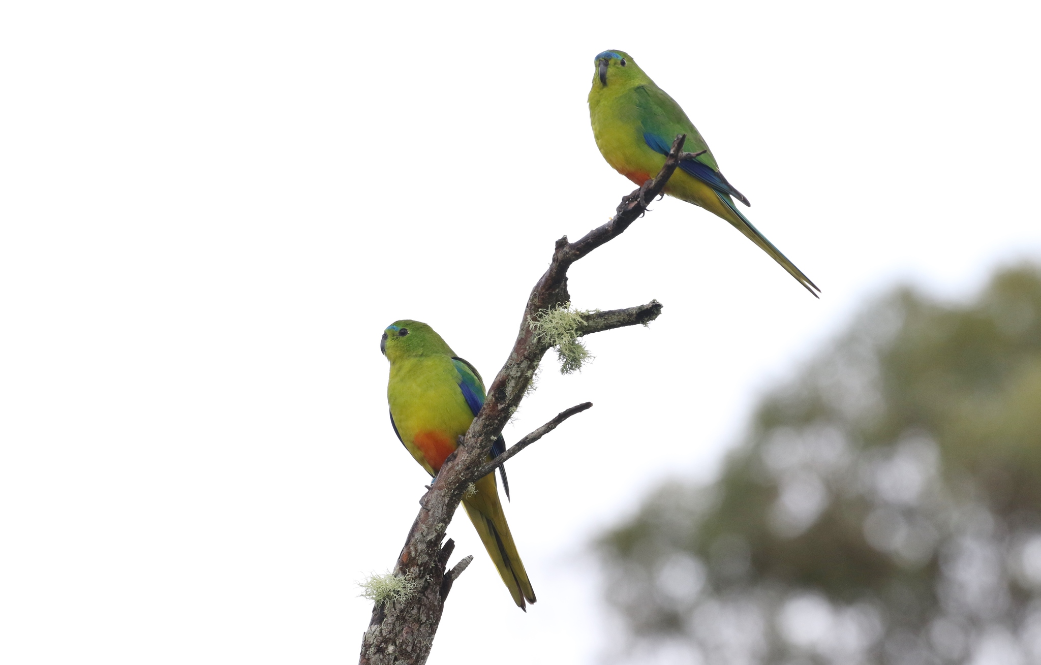 Neophema chrysogaster (Latham, 1790)