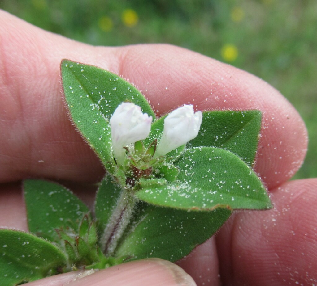 Tropical Mexican Clover from Powderhorn WMA, Calhoun County, TX, USA on ...