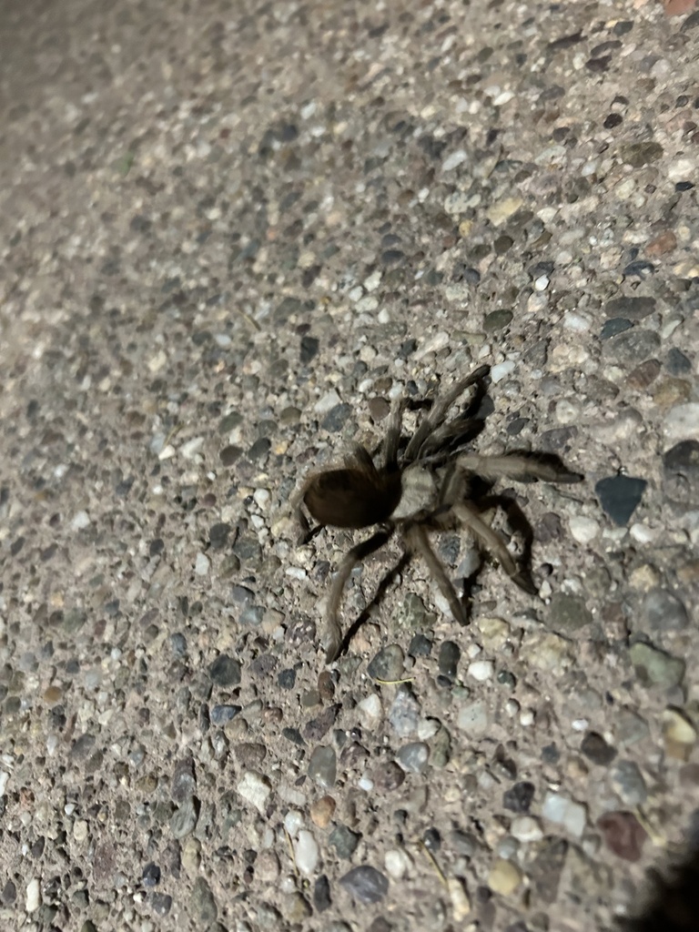 Desert Blonde Tarantula from Hacienda Del Sol Guest Ranch Resort ...