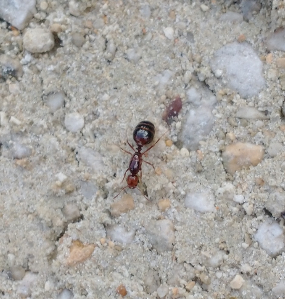 Red Imported Fire Ant from White Springs, FL 32096, USA on May 25, 2023 ...