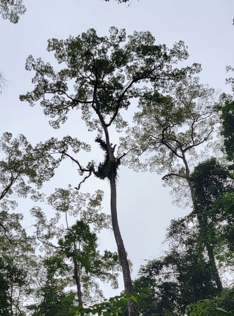 Shorea wangtianshuea in May 2023 by Amaël Borzée · iNaturalist