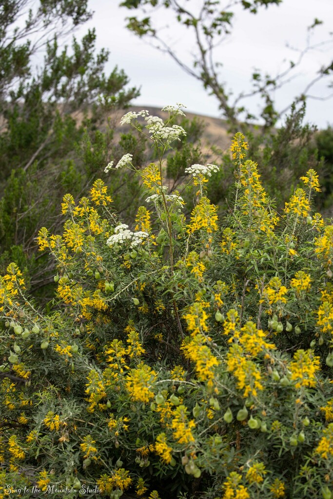 Bladderpod from Grasslands Intersections MTRP, San Diego, CA, USA on ...
