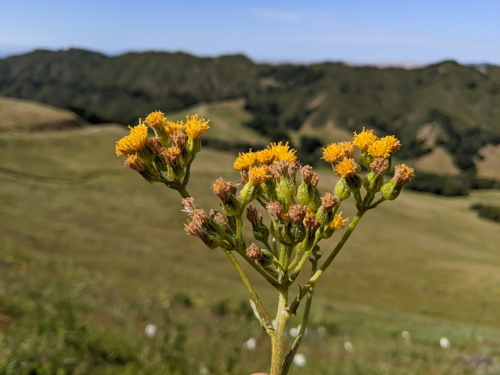 rayless ragwort from downslope from Rocky Ridge Trail close to ...
