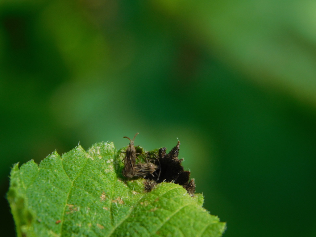 Lantana Lace Bug from Jatinangor, Sumedang Regency, West Java ...