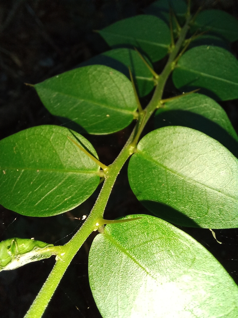 Brush Caper Berry from Lamington, Guanaba-Springbrook, AU-QL, AU on May ...