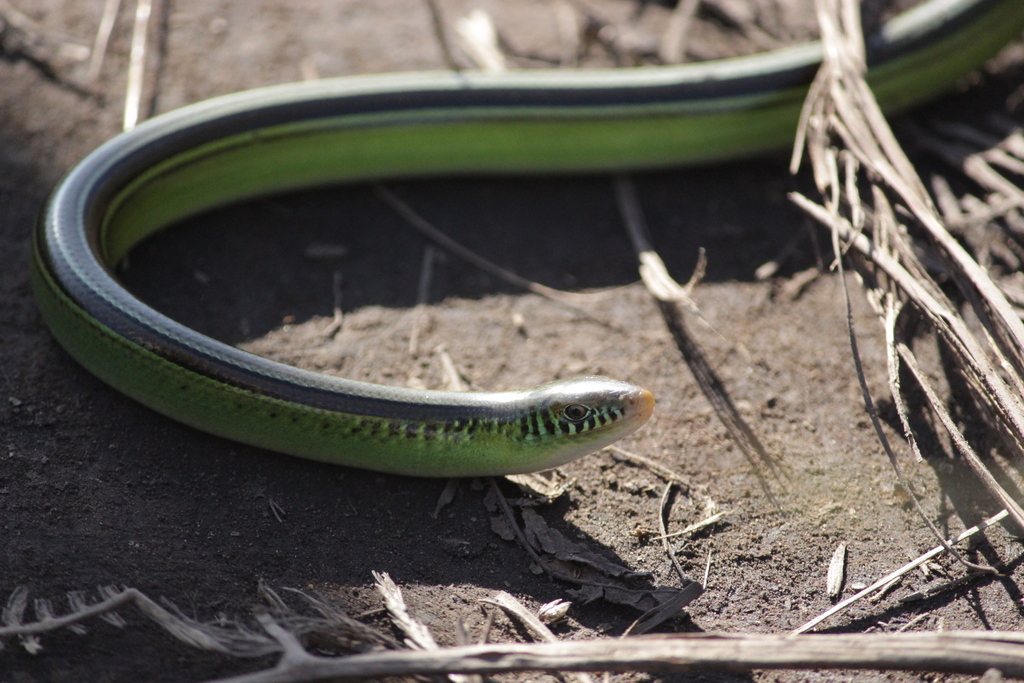 Striped Worm Lizard from Brasília - DF, Brasil on May 20, 2023 at 03:43 ...