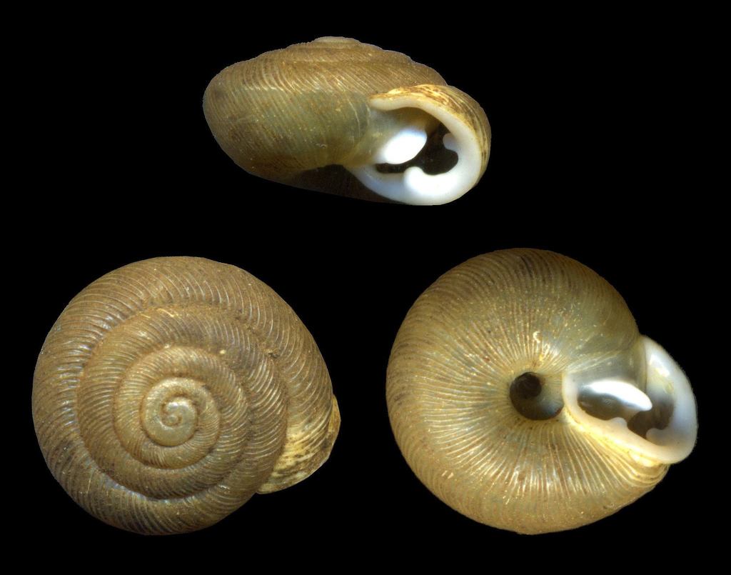 magnolia three-tooth (Terrestrial Mollusks of Alabama) · iNaturalist