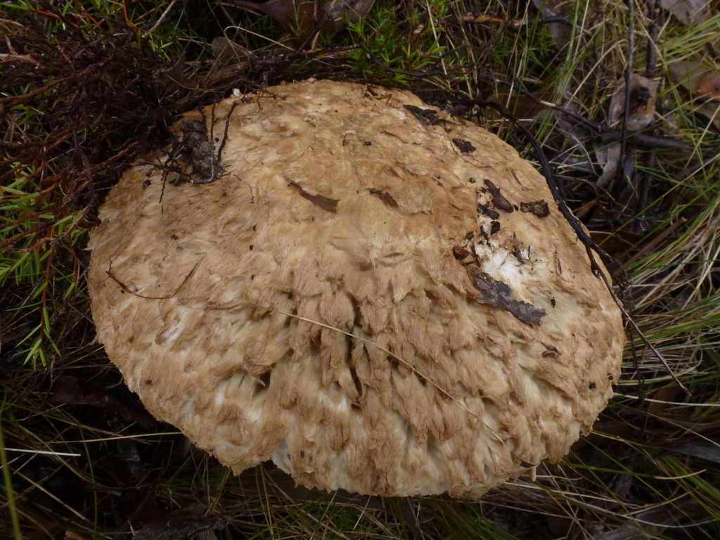 Boletellus from Deanery Reserve, Bridgewater SA, Australia on May 30 ...