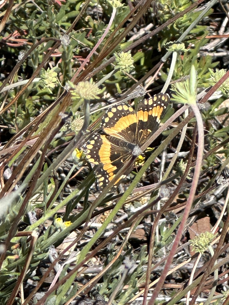 California Patch from Cleveland National Forest, Julian, CA, US on May ...