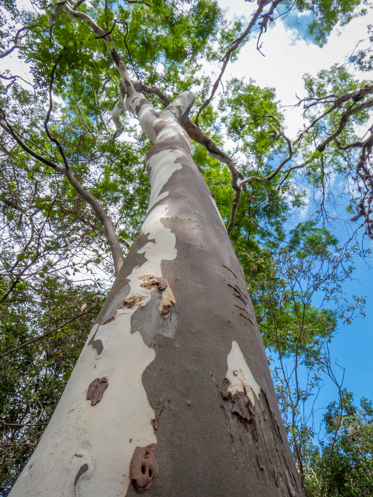 Brazilian ironwood (Libidibia ferrea) - Botanical Realm