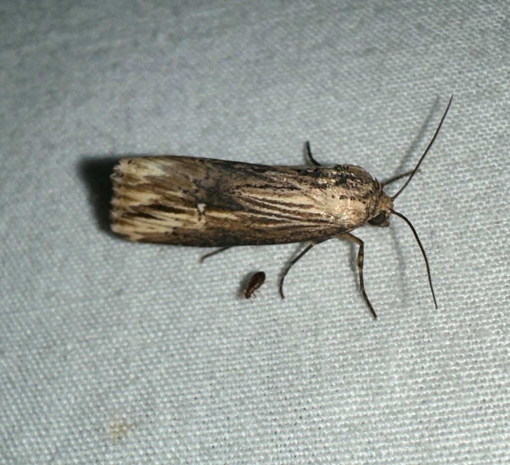 Verbena Moth from Along Ijams Branch, off of Co. Rd. 275, Lauderdale ...