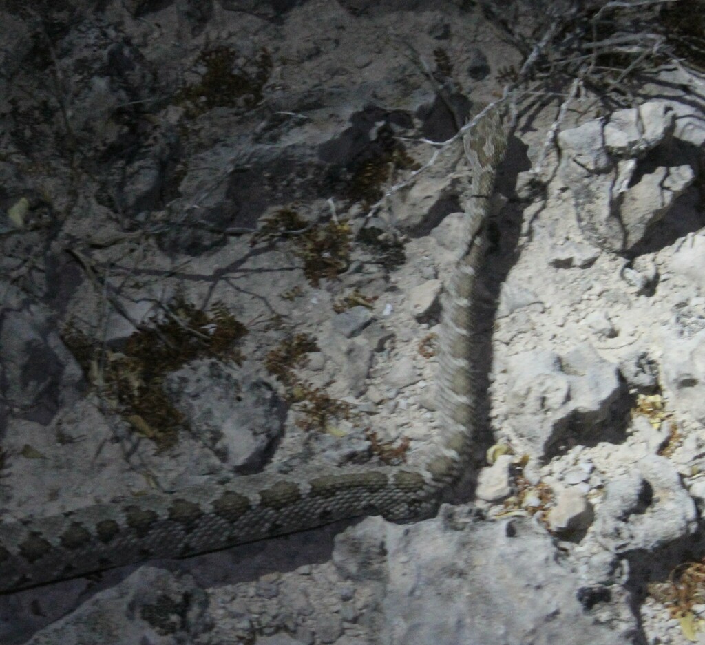 Lower California Rattlesnake from Loreto, B.C.S., México on May 13 ...