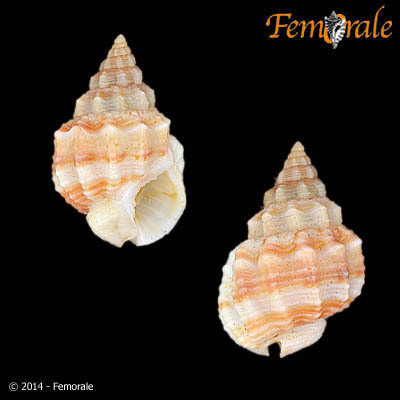 Nassarius corpulentus · iNaturalist