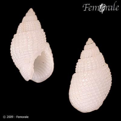 Burned Nassa (Nassarius crematus) · iNaturalist United Kingdom