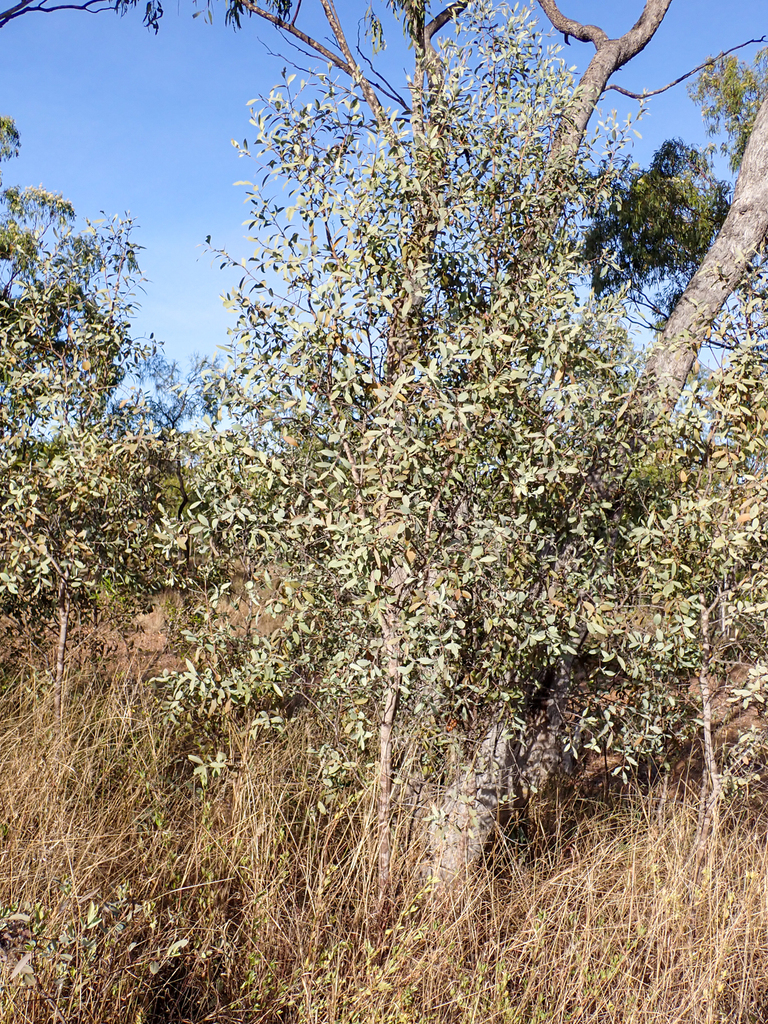 Blue Bush from Seventy Mile QLD 4820, Australia on May 15, 2023 at 08: ...