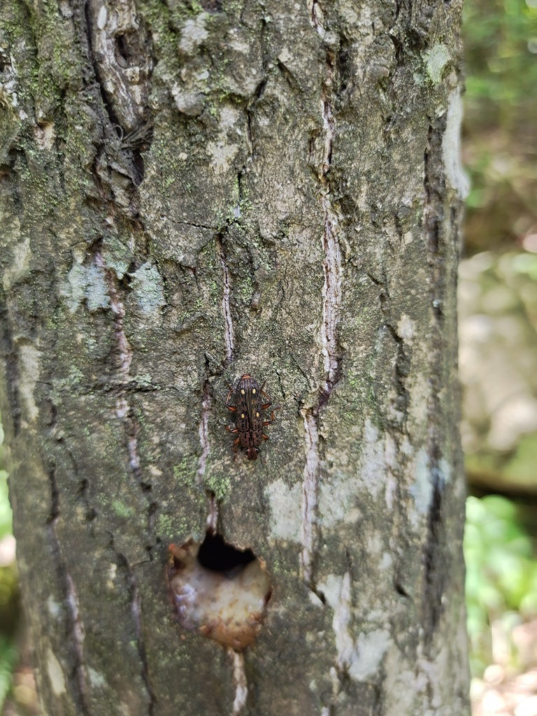 Helota from 中国河南省信阳市潢川县 on May 25, 2023 at 12:28 PM by Leo Green ...