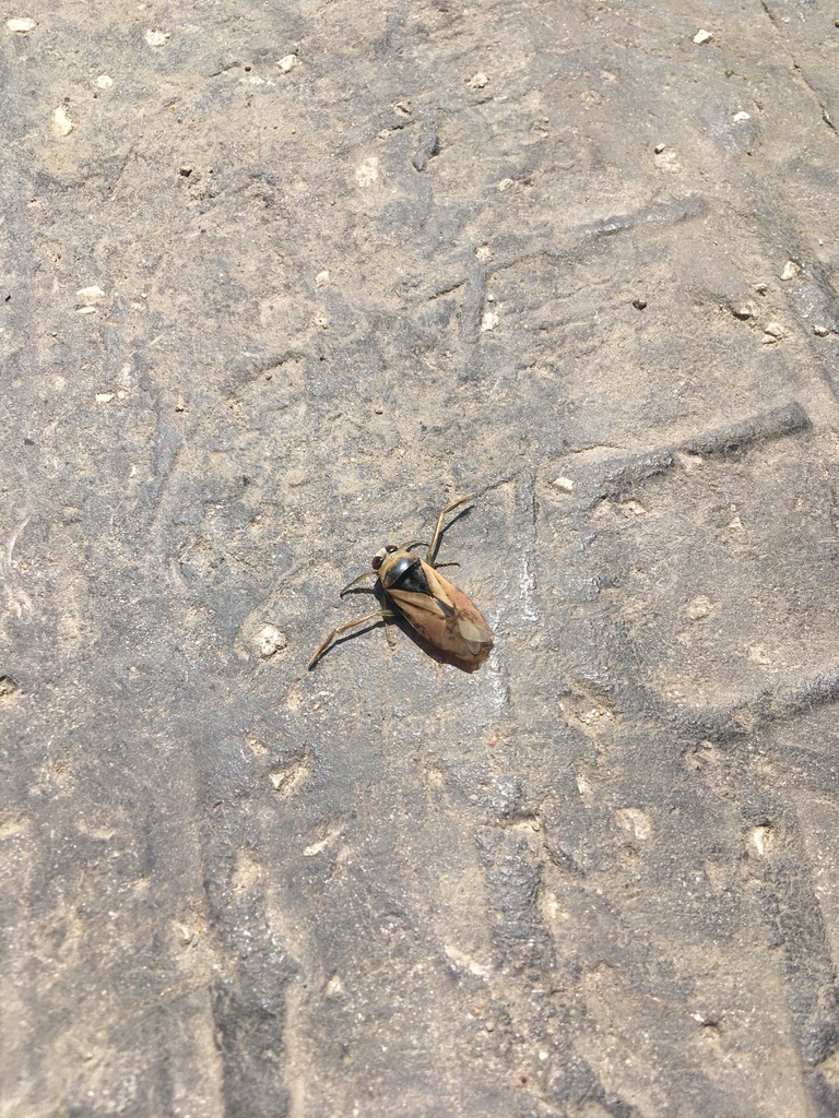 Greater Water Boatman from Žďár nad Sázavou, Česko on May 27, 2023 at ...