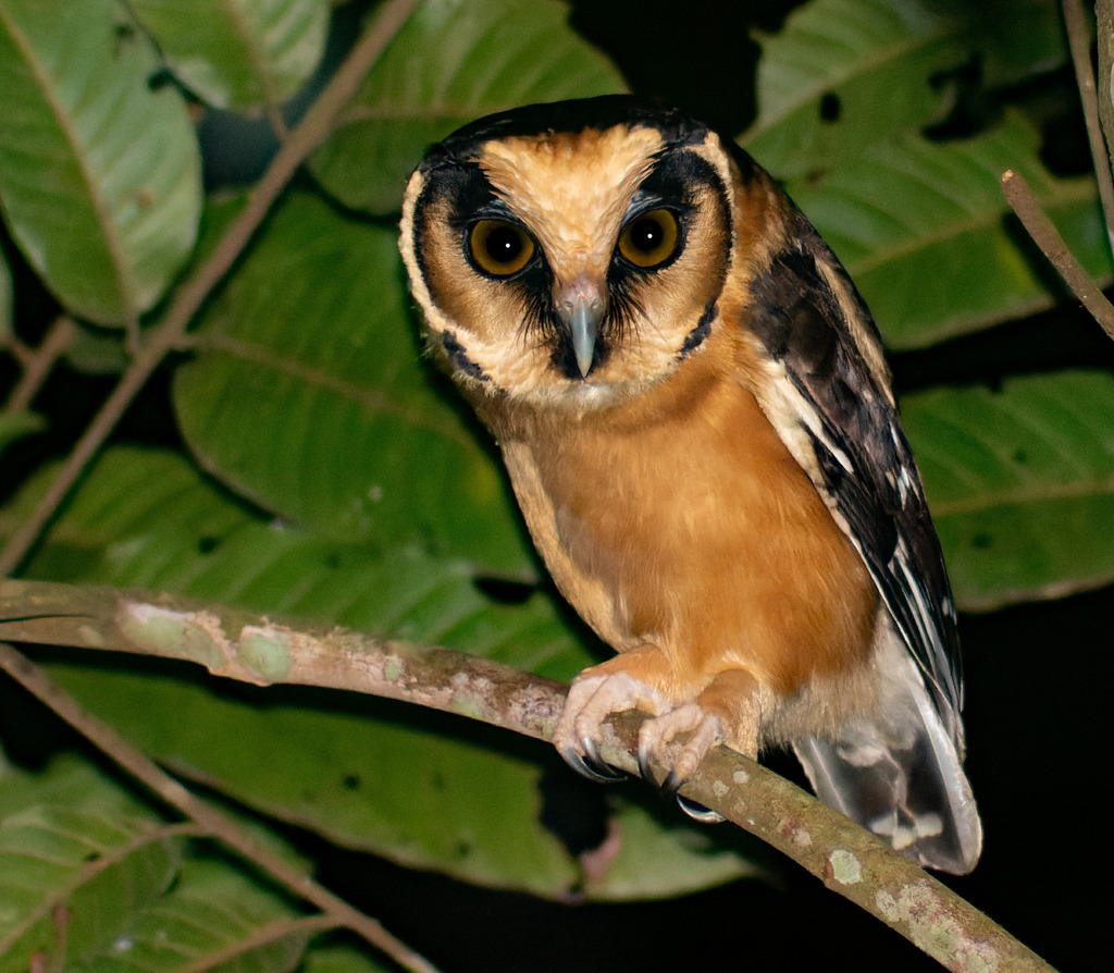 Buff-fronted Owl from Mogi das Cruzes on May 29, 2023 at 07:20 PM by ...