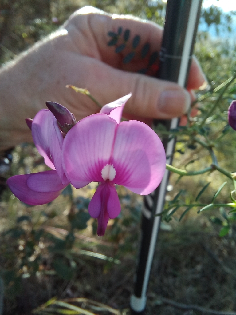 Smooth Darling Pea from Natural Bridge QLD 4211, Australia on May 30 ...