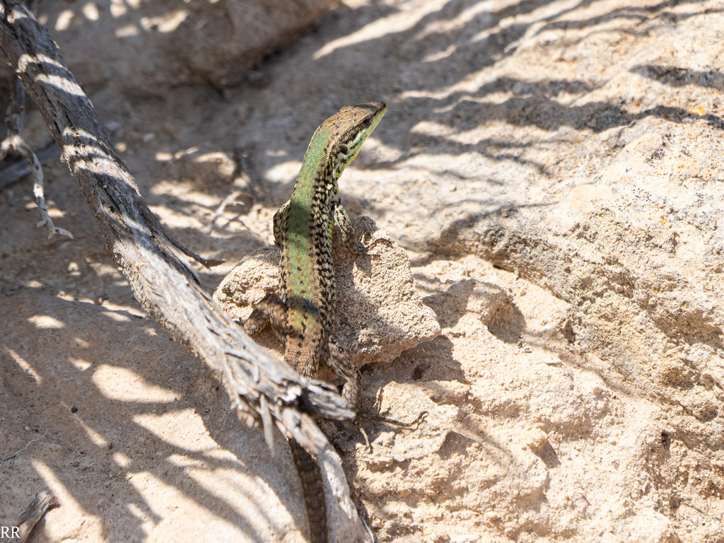 Sicilian Wall Lizard in May 2023 by Ricardo Rodero Henández · iNaturalist