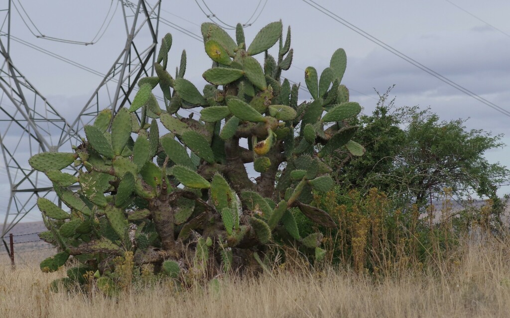 Indian fig opuntia from Cacadu, Eastern Cape, South Africa on May 7 ...