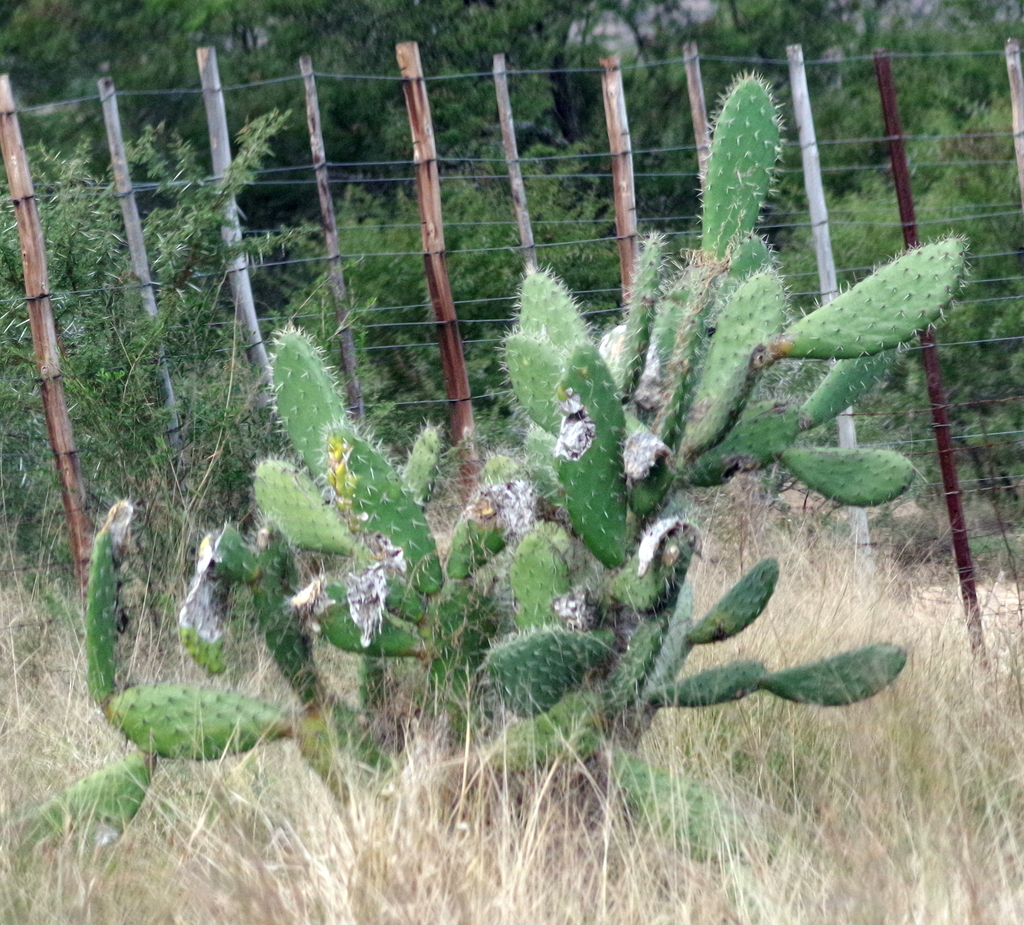 Indian fig opuntia from Cacadu, Eastern Cape, South Africa on May 7 ...