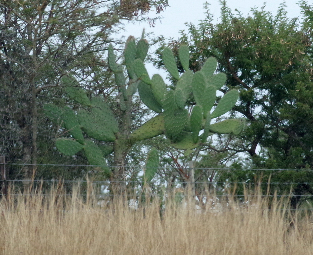 Indian fig opuntia from Cacadu, Eastern Cape, South Africa on May 7 ...
