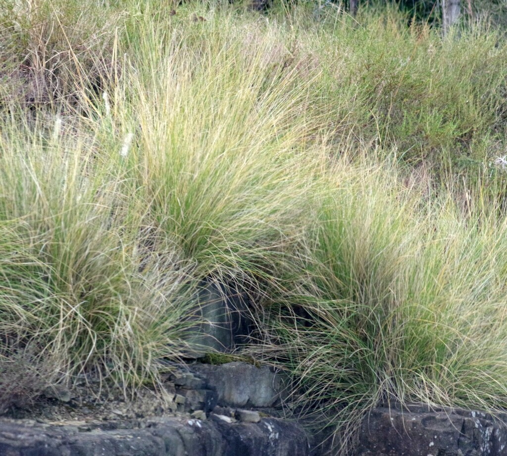Fountain Grass from Cacadu, Eastern Cape, South Africa on May 7, 2023 ...