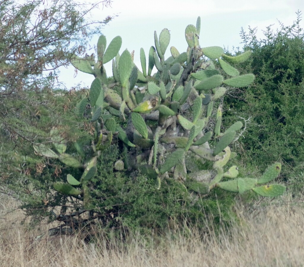 Indian fig opuntia from Cacadu, Eastern Cape, South Africa on May 7 ...