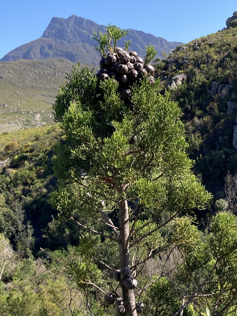 mountain cypress from Kleinmond, 7195, South Africa on May 3, 2023 at ...