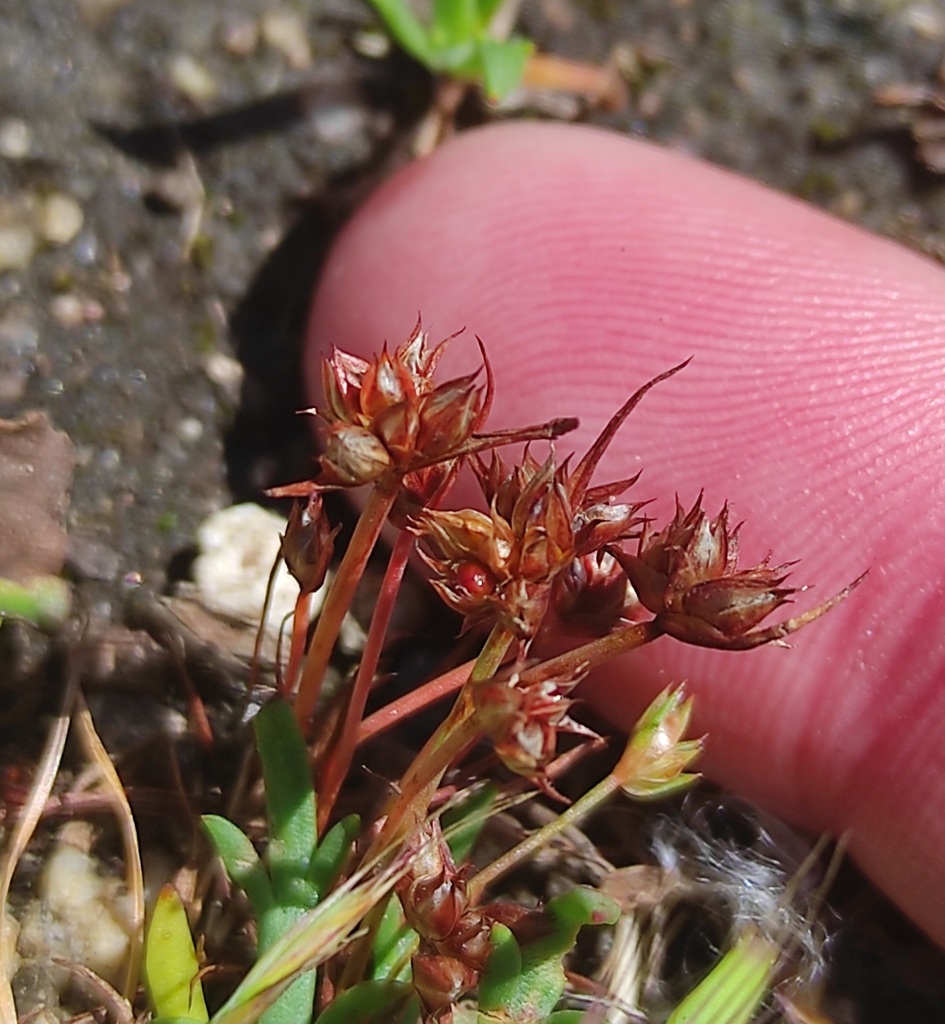 dwarf rush from Cabo Fisterra, Galiza on May 9, 2023 at 01:28 PM by ...