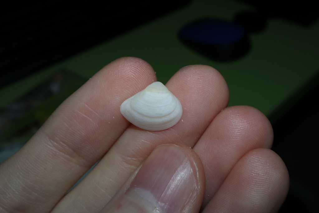 Spisula trigonella from Yorkeys Knob QLD 4878, Australia on May 21 ...