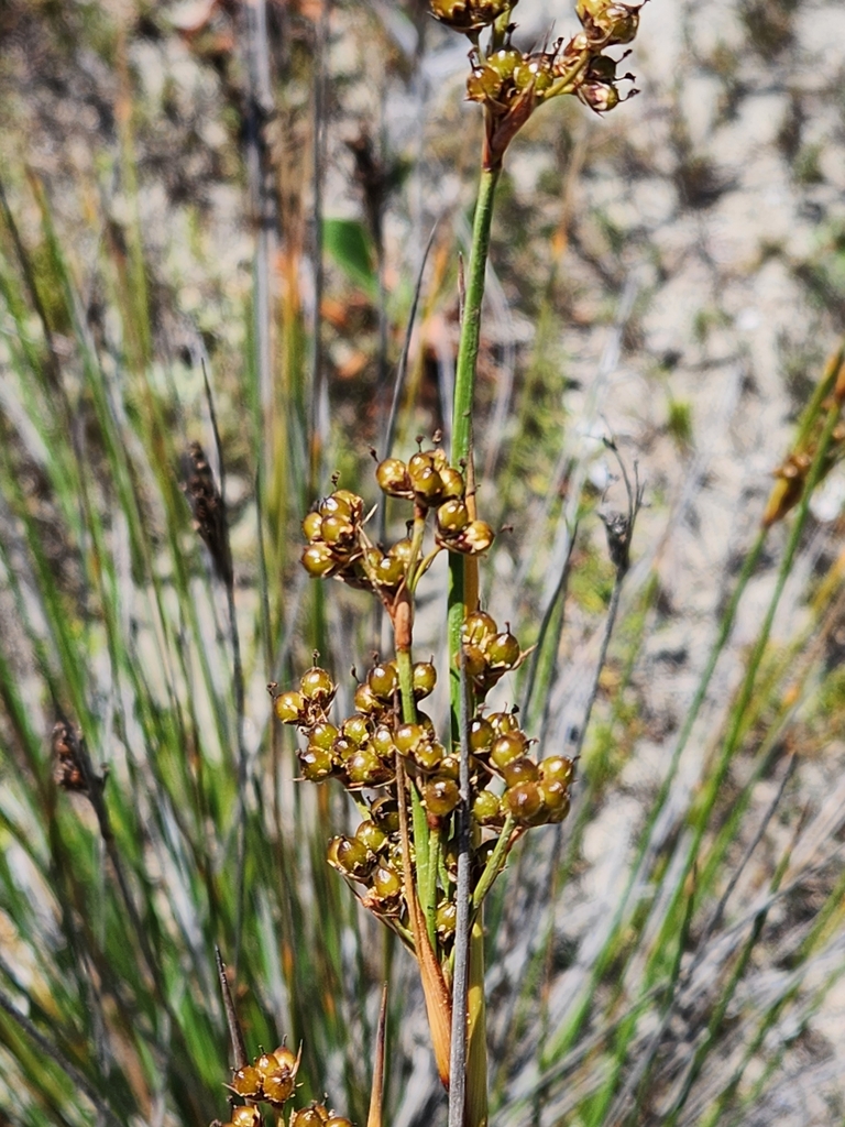 Southwestern Spiny Rush from Lengüeta Arenosa, B.C., México on May 26 ...