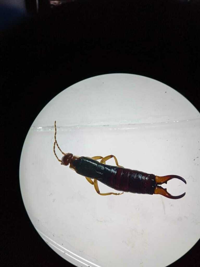 European Earwig Complex from San Luís de Cubarral, Meta, Colombia on ...