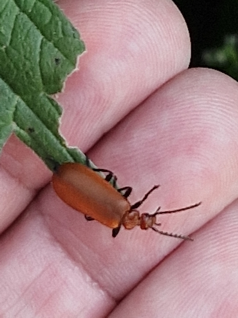 Common Cardinal Beetle from Calvados, Basse-Normandie, FR on May 25 ...