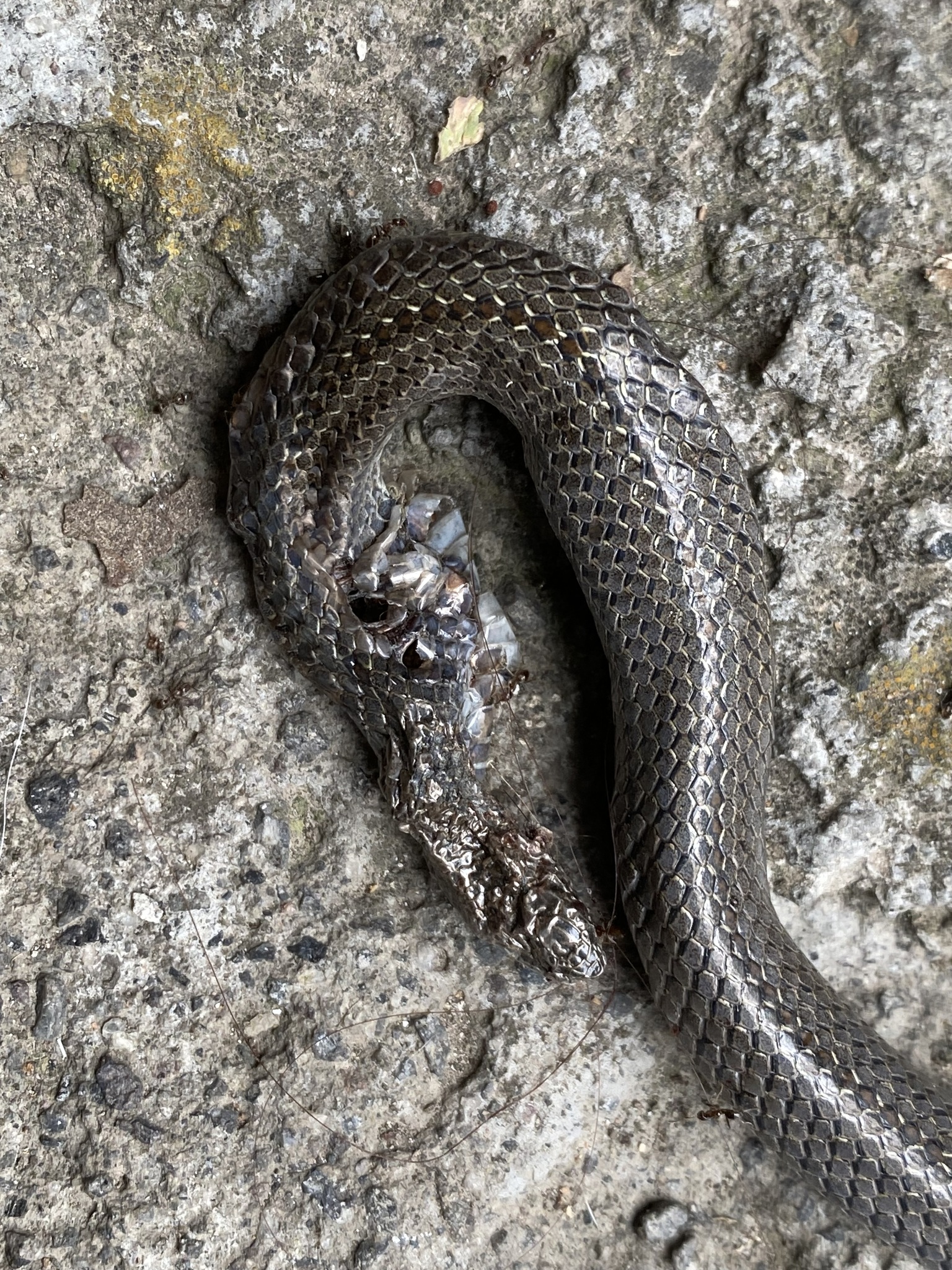 Conopsis lineata (Kennicott, 1859)