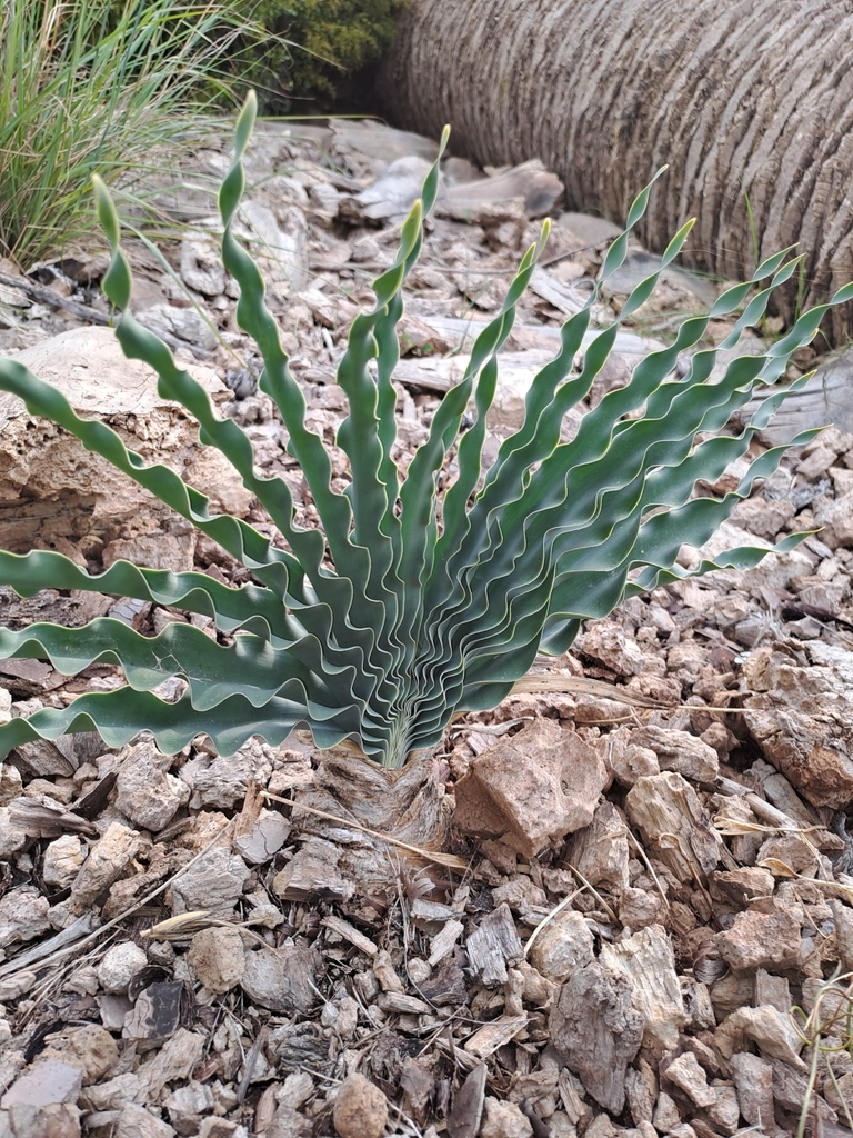 Poison-bulb in April 2023 by natty07 · iNaturalist