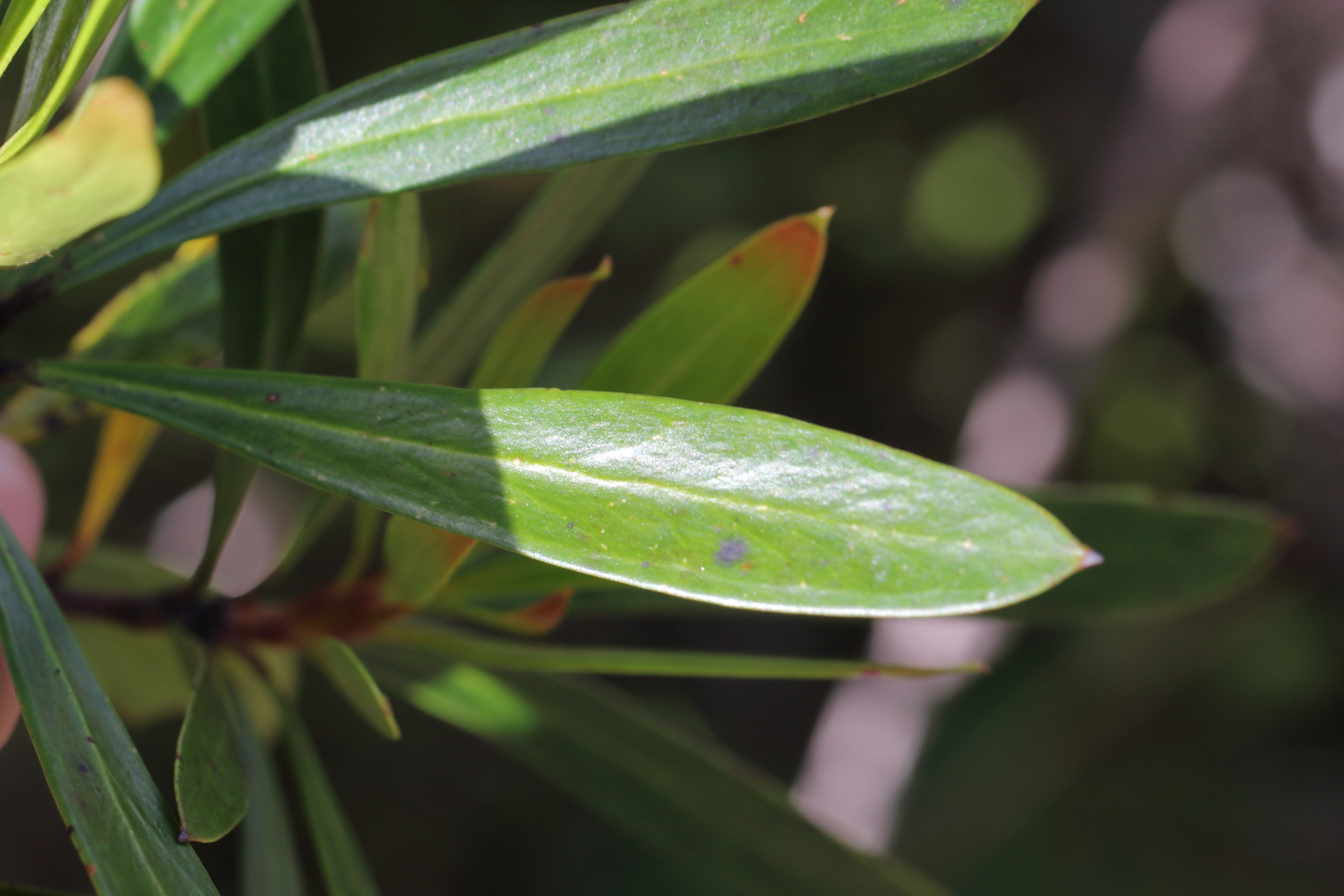 Toronia L.A.S.Johnson & B.G.Briggs