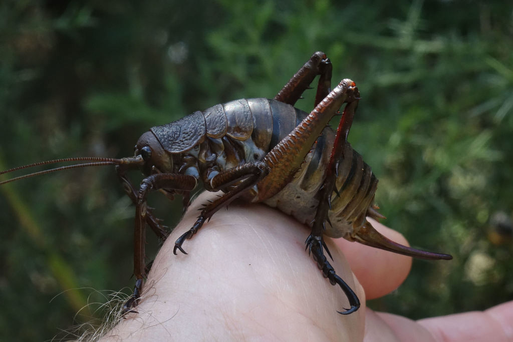 Mahoenui Giant Weta in December 2015 by John Barkla. Amongst 'old man ...
