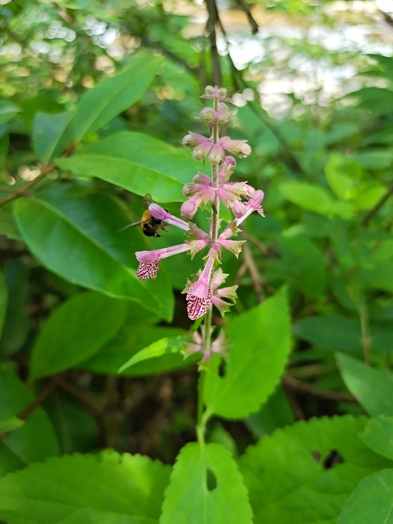 Stachys arrecta from Lu'an, CN-AH, CN on May 25, 2023 at 12:32 PM by ...