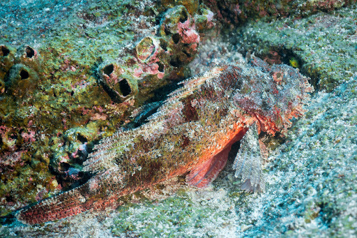 Stone Scorpionfish (Scorpaena mystes) - Marine Life Identification