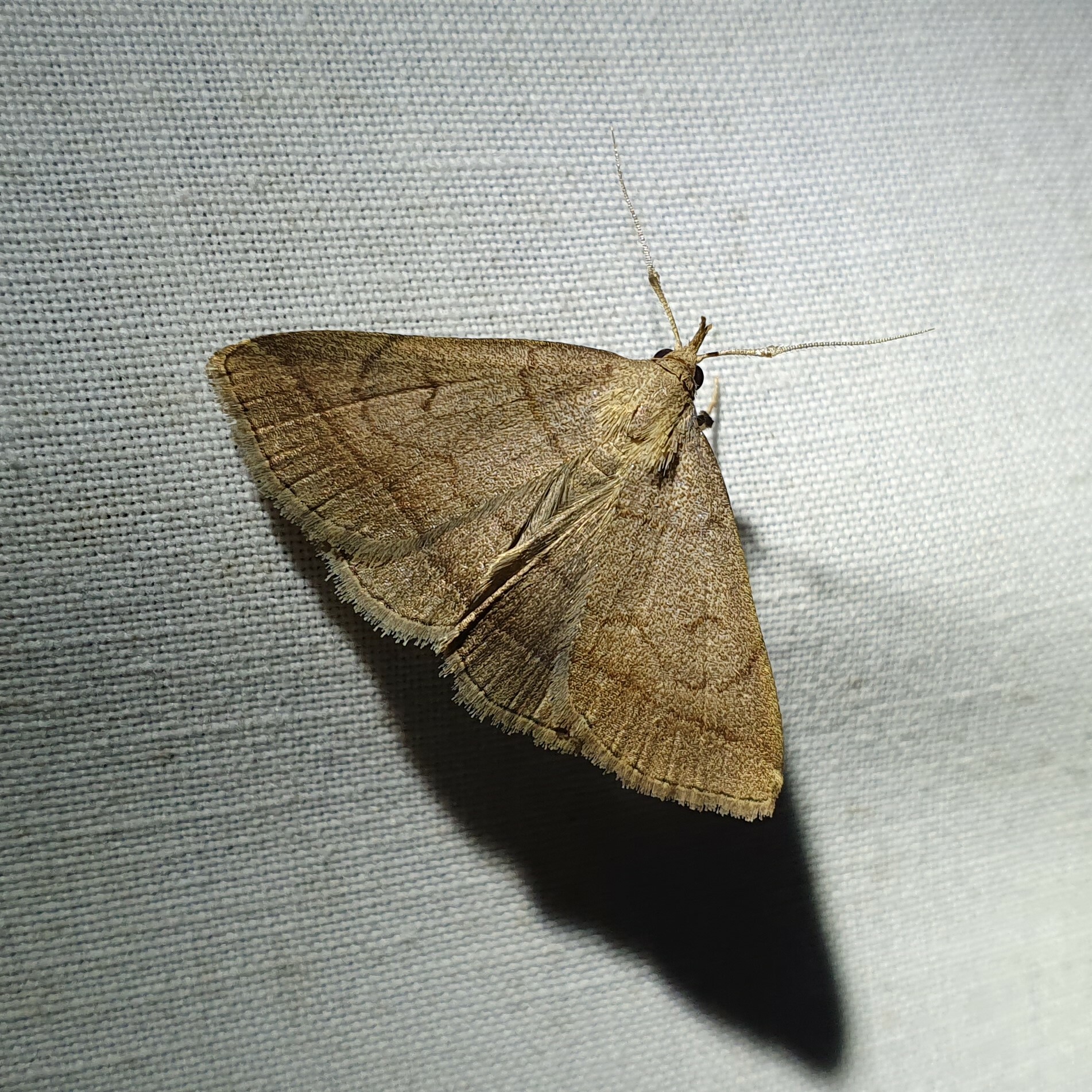 Zanclognatha lunalis (Scopoli, 1763)