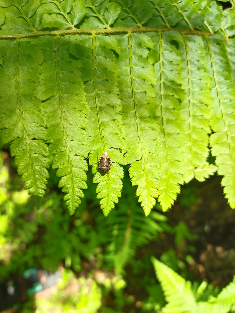 Menida disjecta from 中国安徽省六安市金寨县 on May 25, 2023 at 10:53 AM by Leo ...
