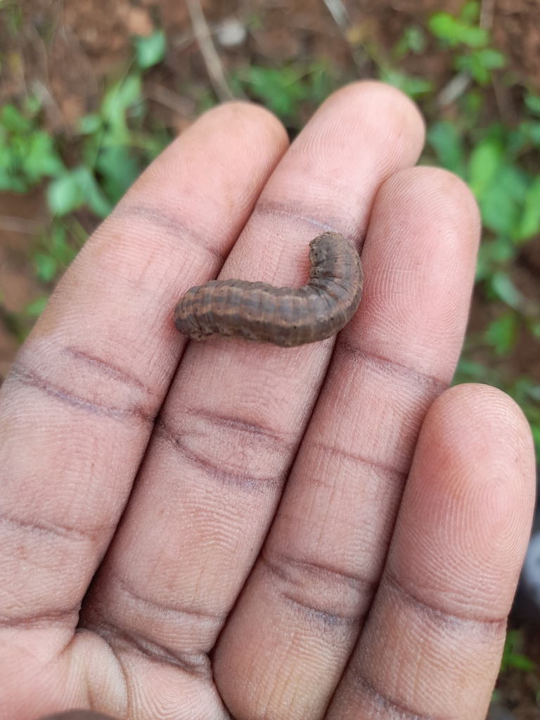 Velvet Armyworm Moth from Phiring, South Africa on May 30, 2023 at 11: ...