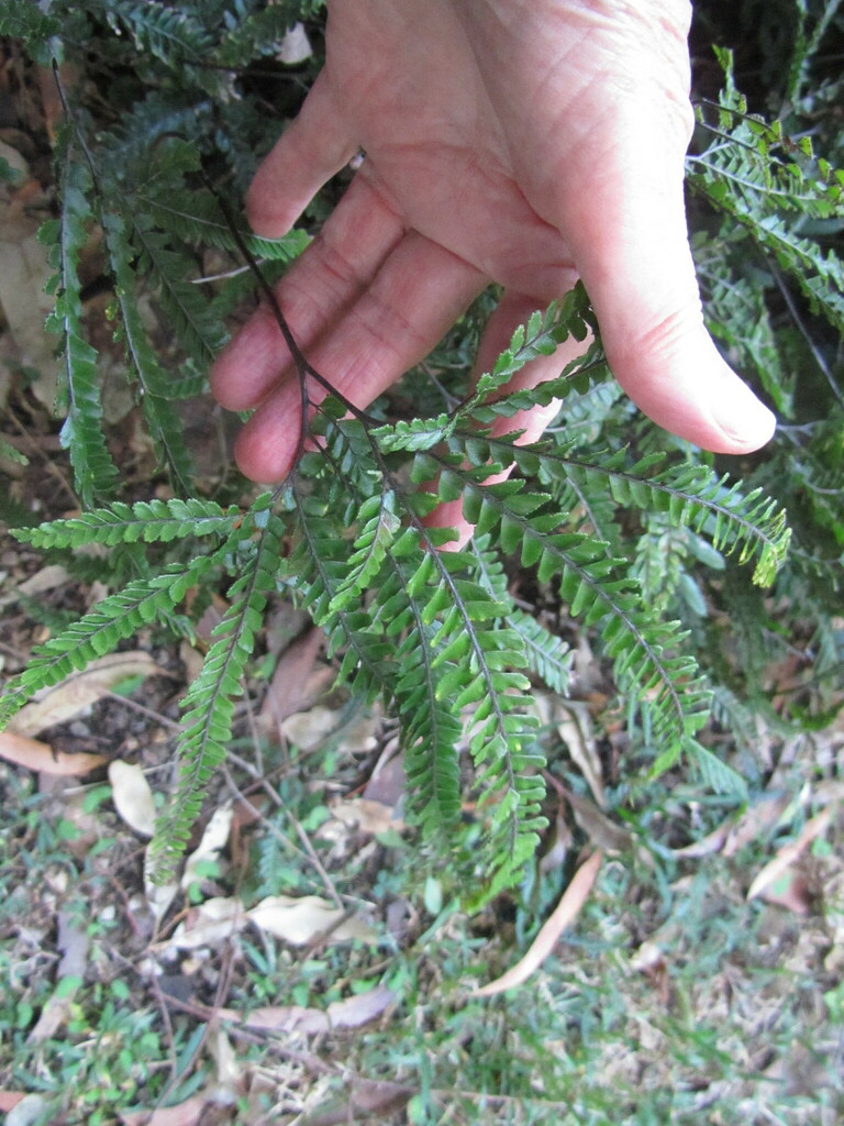 Rough Maidenhair Fern from Smiths Lake NSW 2428, Australia on May 30 ...