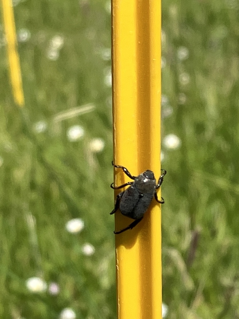 Welsh Chafer from Allée Pierre de Coubertin, Rouen, Normandie, FR on ...